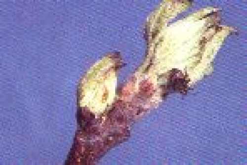 Raptol eindelijk toegelaten